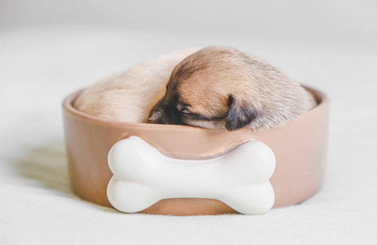 Puppy Training 101 – Two Tails Pet Company