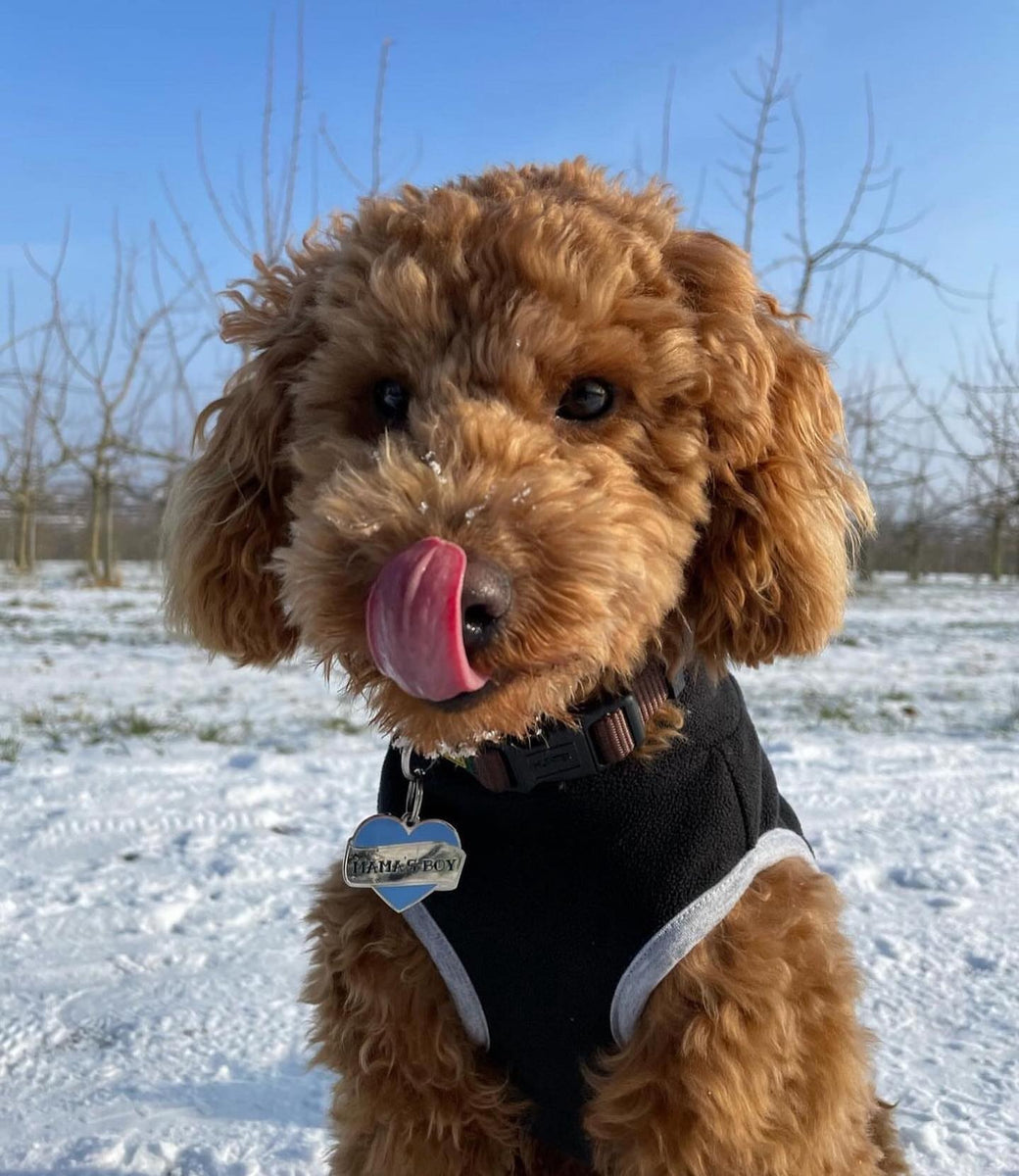 Pet Safety Resolutions: Keep Pets Safe with Custom ID Tags | Two Tails ...