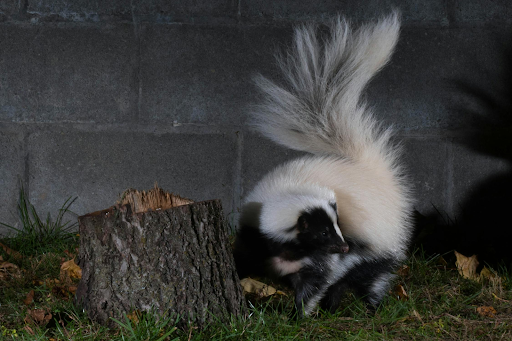 How To Get Rid of Skunk Smell On Dogs: A Step-by-Step Guide – Two Tails ...