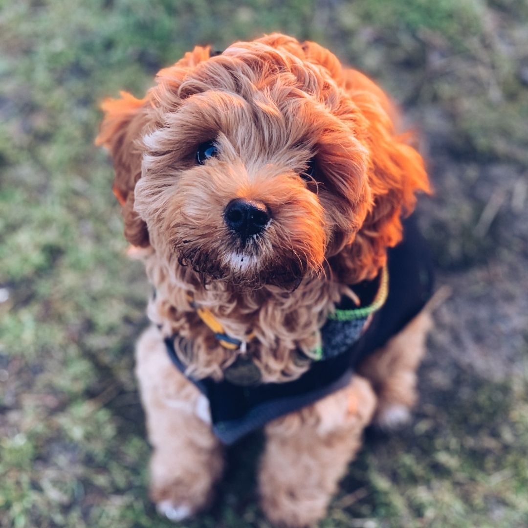 Cavapoo Dog Breed: The Complete Guide – Two Tails Pet Company