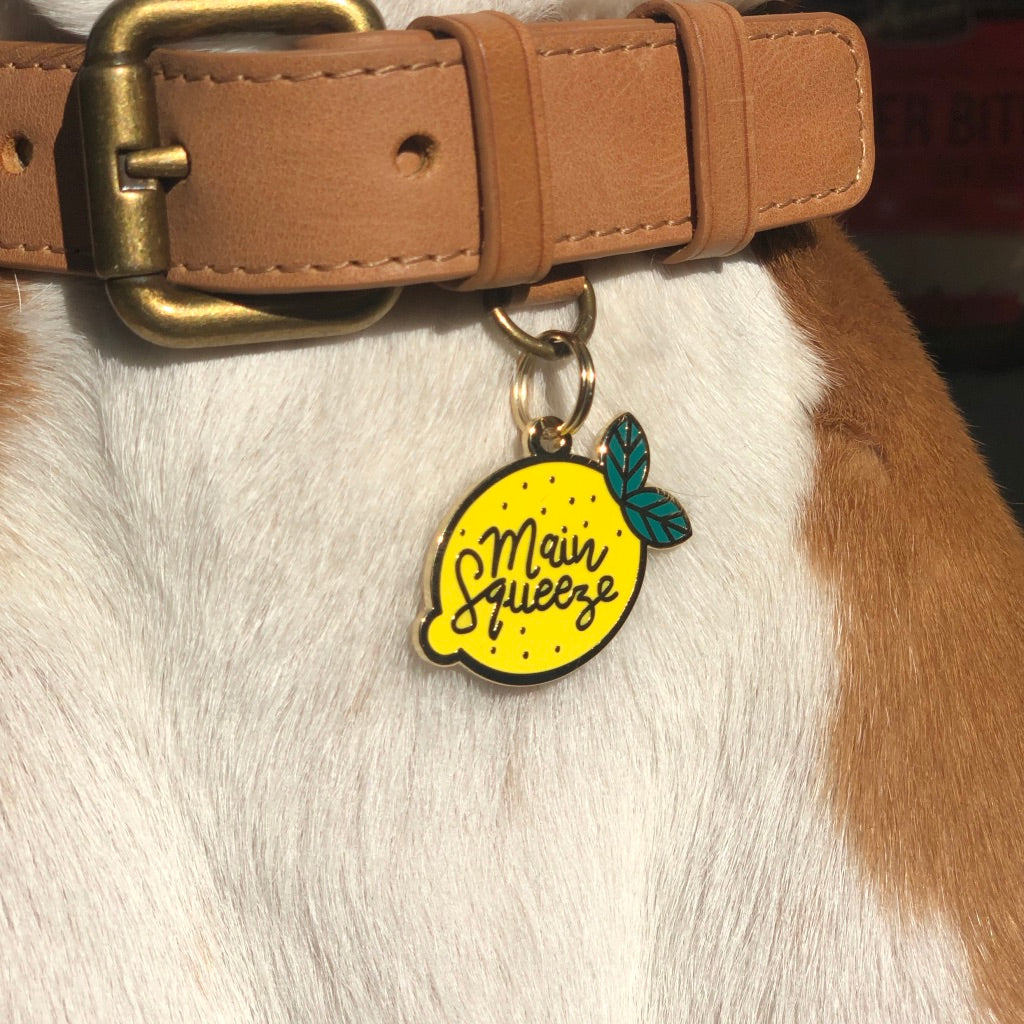 Main Squeeze Pet ID Tag – Two Tails Pet Company